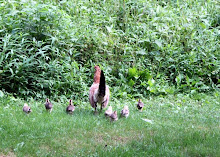 High Noon Game Farm" .....................