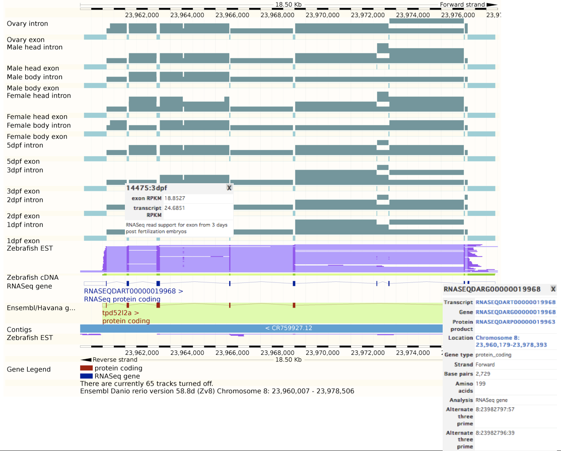 Zebrafish RNA-seq gene models – Ensembl Blog