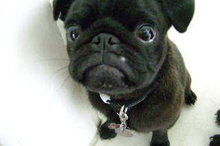 Frank The One Eyed Pug: Pug Maintenance