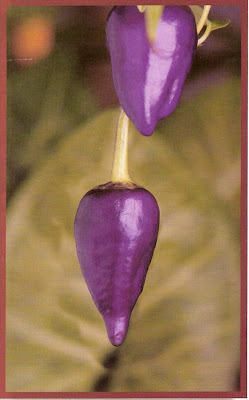 Cozinheiros do Asfalto: Um pouco sobre o mundo das pimentas