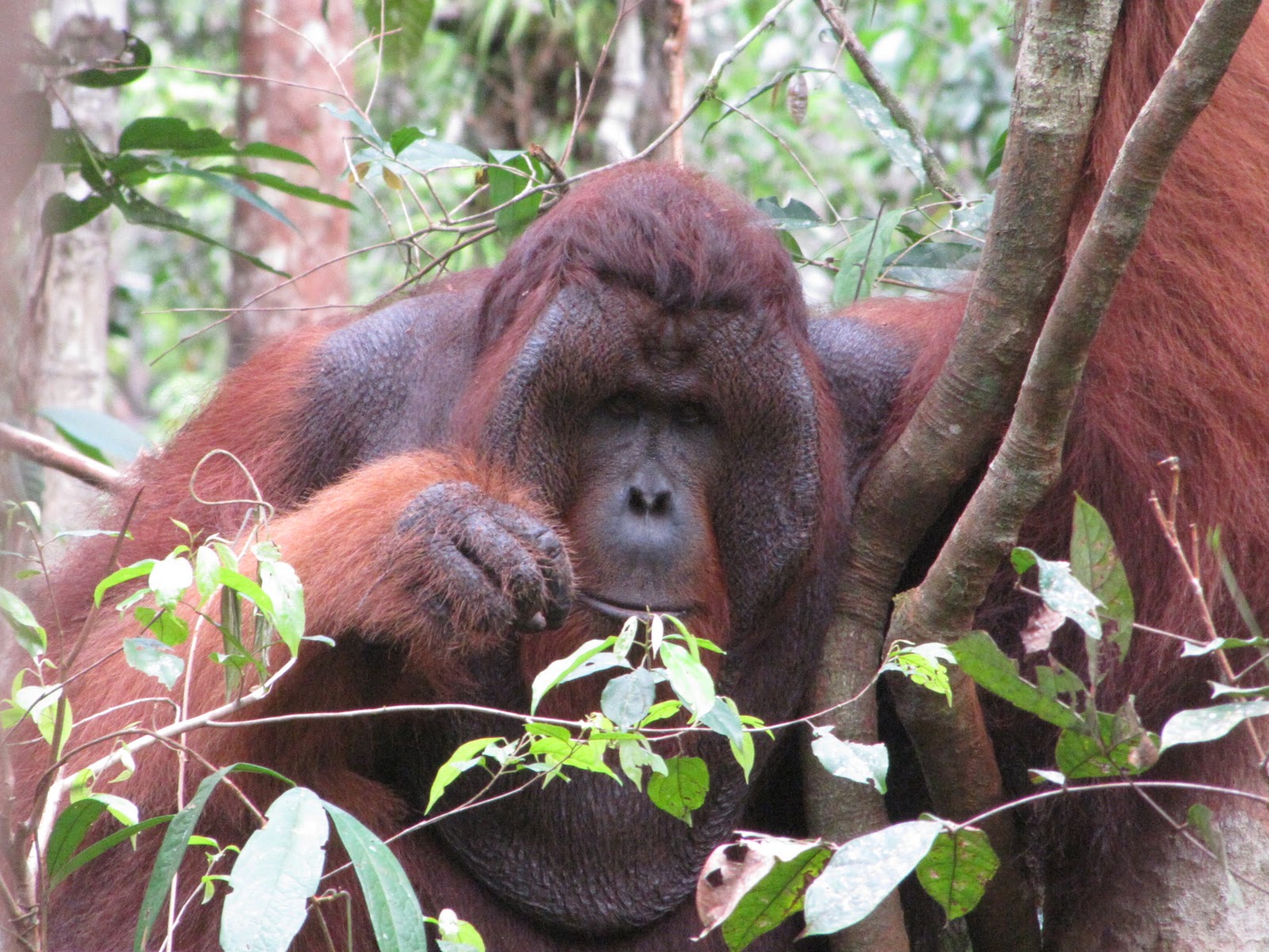 Airstream Voyages: Kumai and the Orangoutangs
