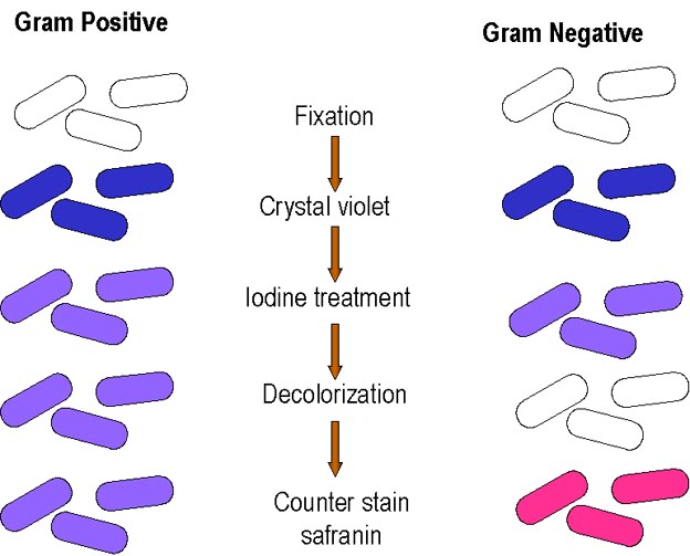 Gram positive vs gram negative color - jeryanywhere