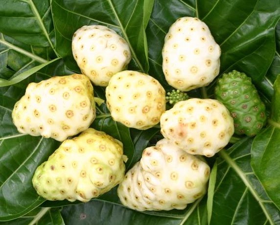 Recipes For Juicing: Noni Juice