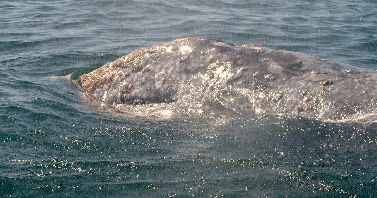 Oregon Whale Watching Tours: Photos and Videos