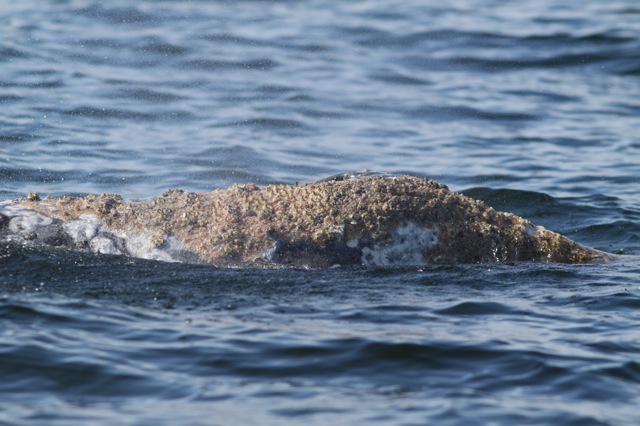 Gary's Nautical Information: Gray Whales and How to Identify