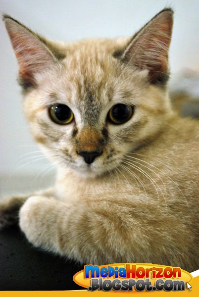 Selamatkan Kucing! - Mohd Zarin