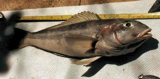 Club de Pesca FishKillers: Identificacion de Blanquillo