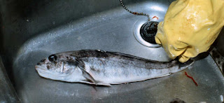 Club de Pesca FishKillers: Identificacion de Blanquillo