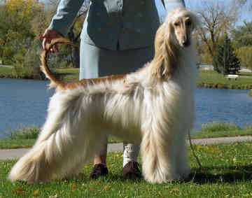 Perro Afghan Hound | Razas de Perros