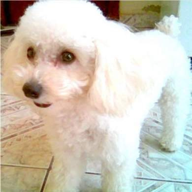 Perro Poodle | Razas de Perros