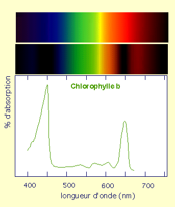 COMME UN MILLE FEUILLES: 7. Spectres d'absorption des différents ...