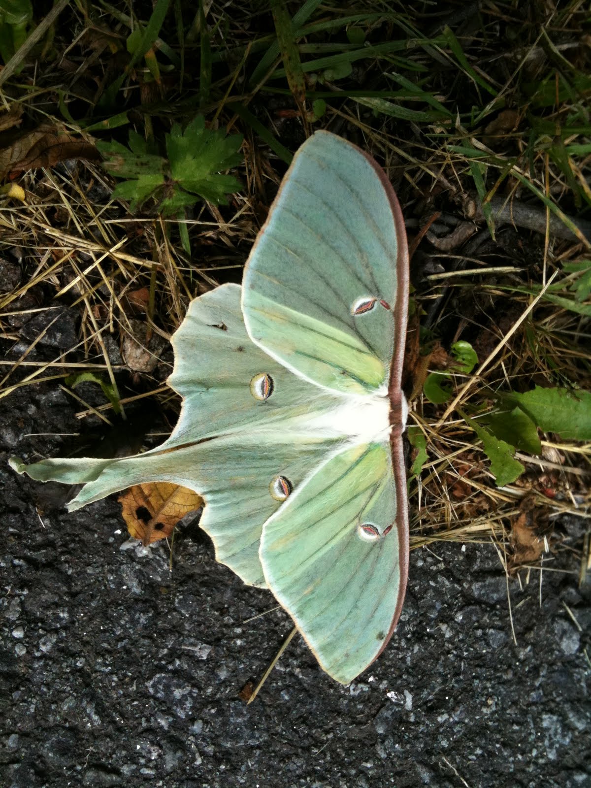 Campbell Construction News: Western NC Fauna: the Luna Moth