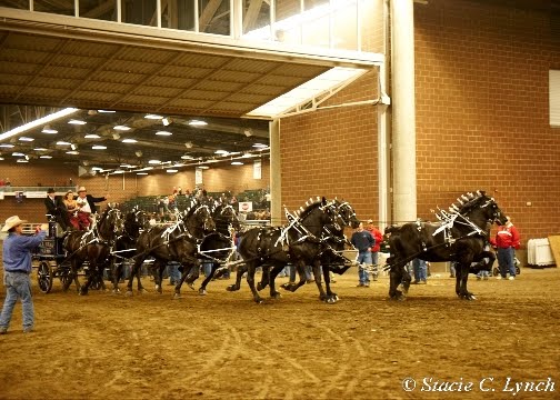 Utopia Percherons