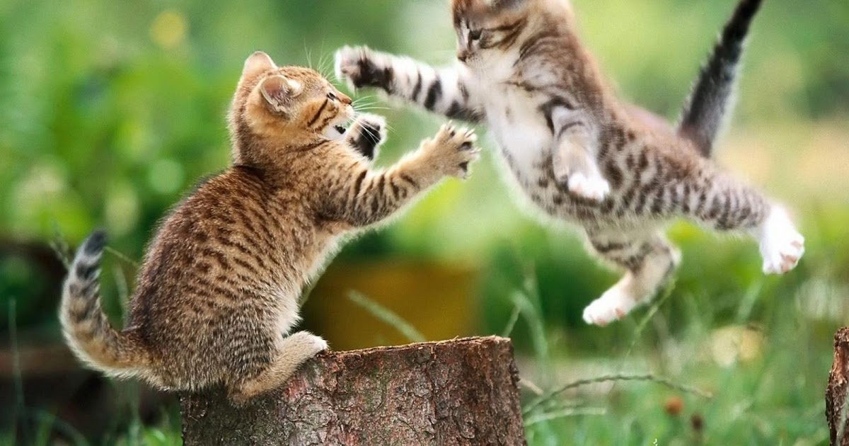 Wallpaper cu pui de pisica. Poza 1024 x 768 cu 2 pui de pisica | Poze ...