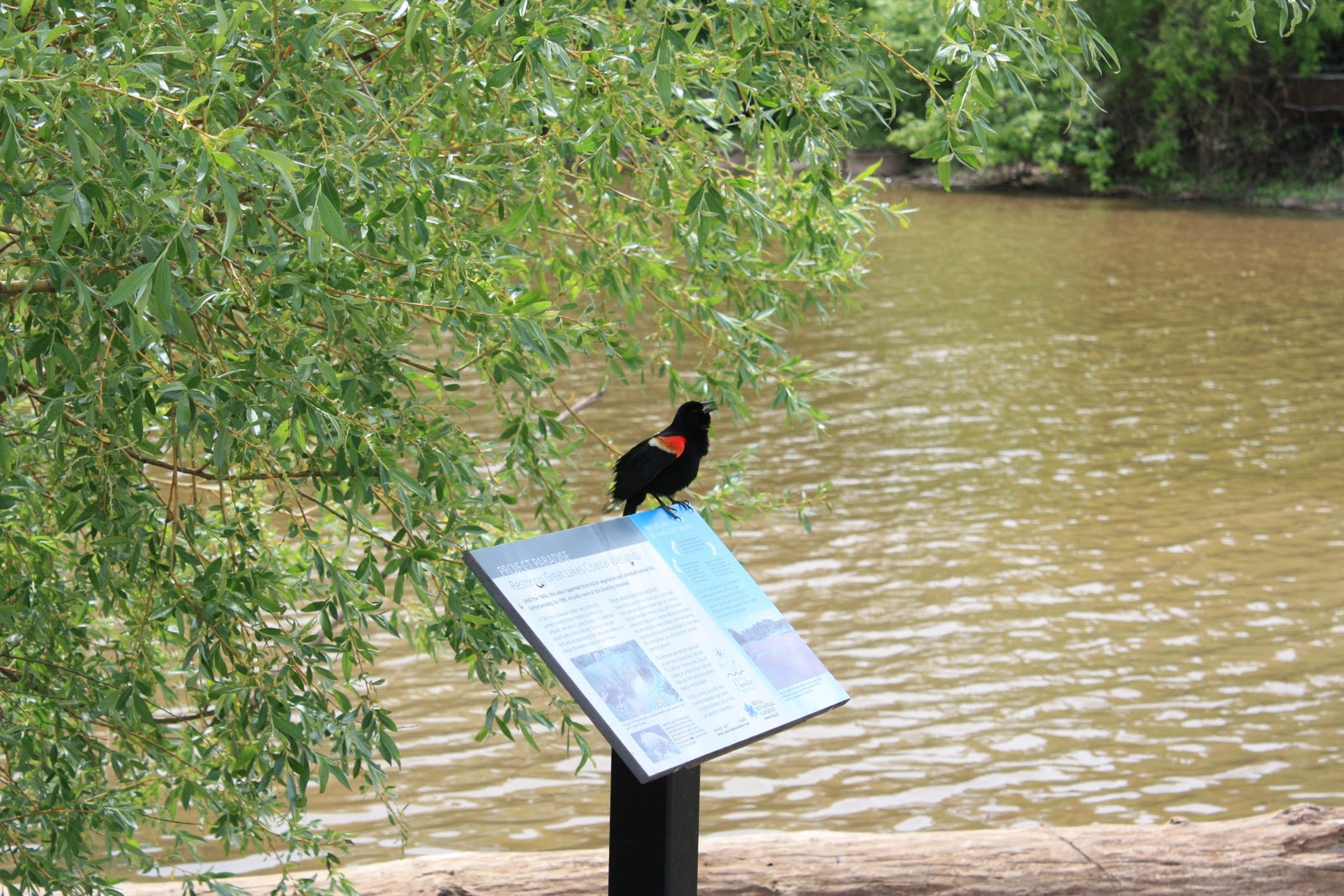 The Chippbutty: Cootes Paradise. Hamilton ....