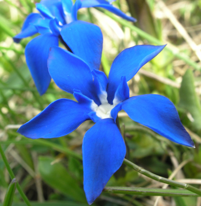 El Romanticismo español: La flor azul