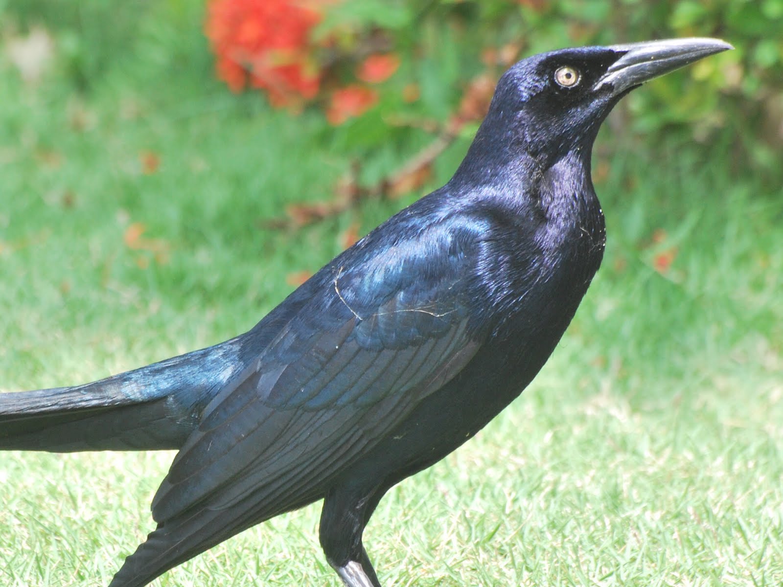 Jan Axel's Blog: Grackles, changos or talingos? Myths and truths