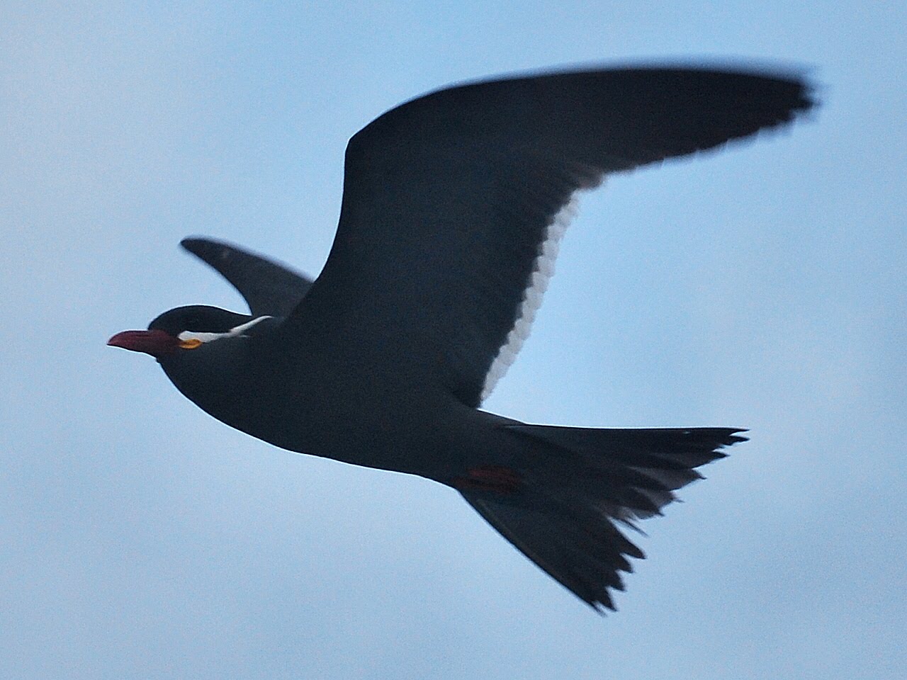 Jan Axel's Blog: Bird of the month: Inca Tern