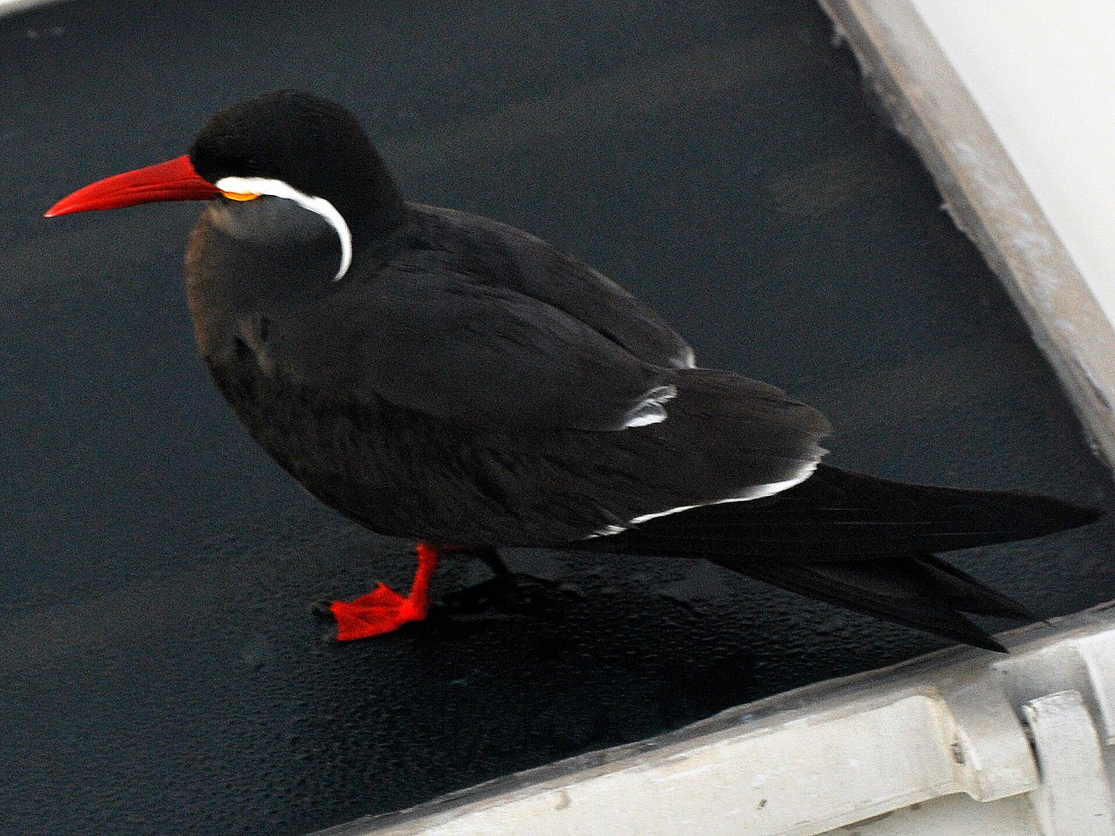 Jan Axel's Blog: Bird of the month: Inca Tern