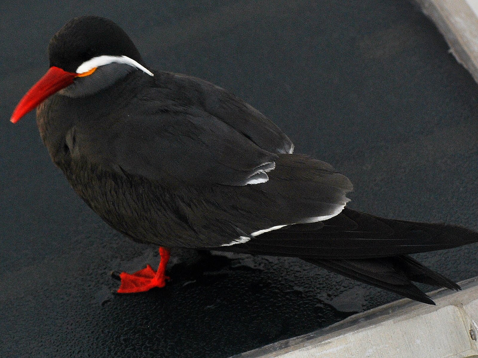 Jan Axel's Blog: Bird of the month: Inca Tern