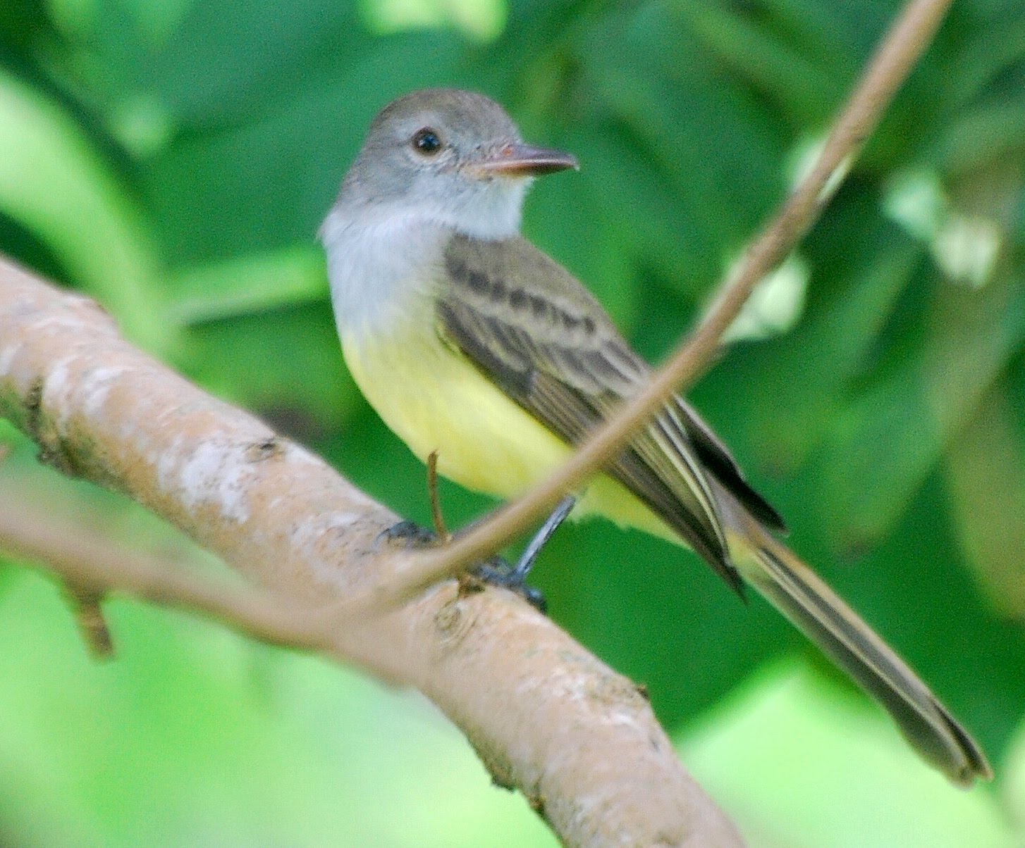 Jan Axel's Blog: The "real" Panama's bird