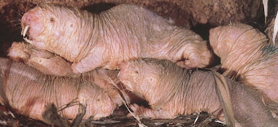 Bichos Feios!: Bichos Feios - Rato Toupeira Pelado