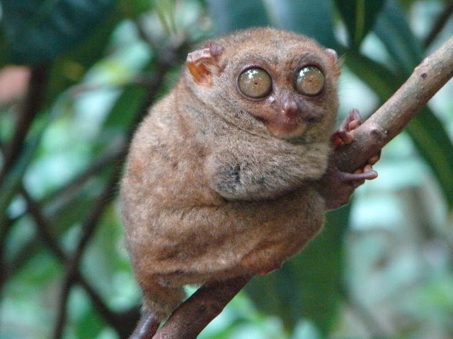 Bichos Feios!: Bichos Feios - Tarsio