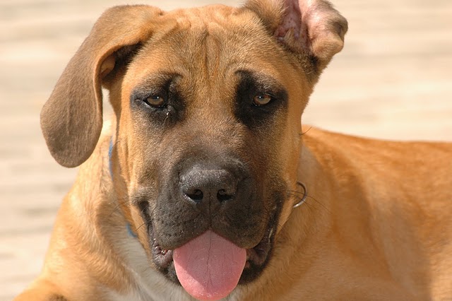 Boerboel puppies: OUR BOERBOELS