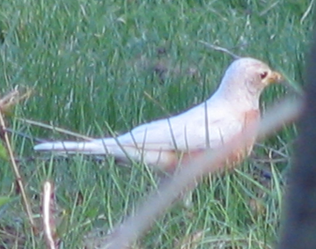 Leucistic American Robin Photos