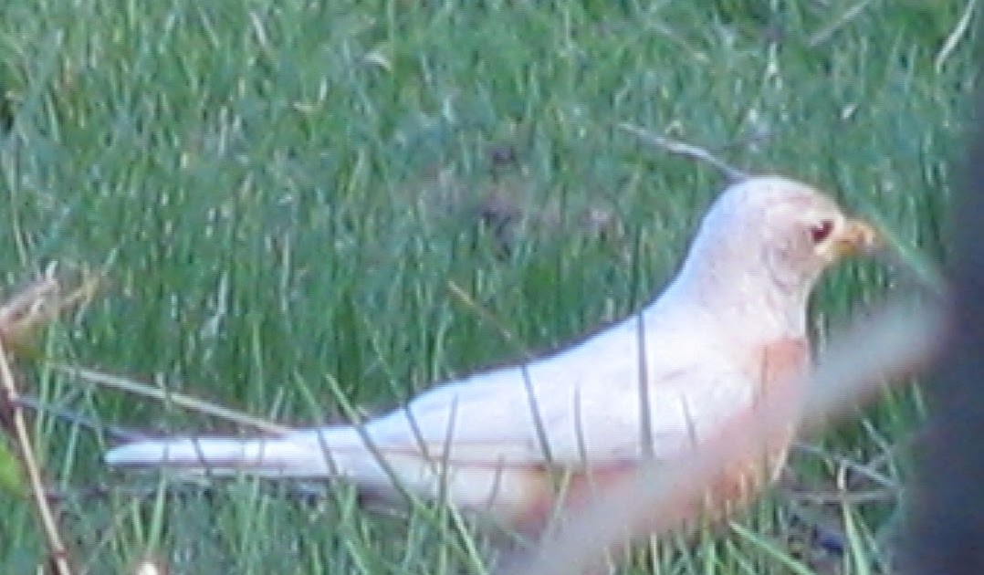Leucistic American Robin Photos