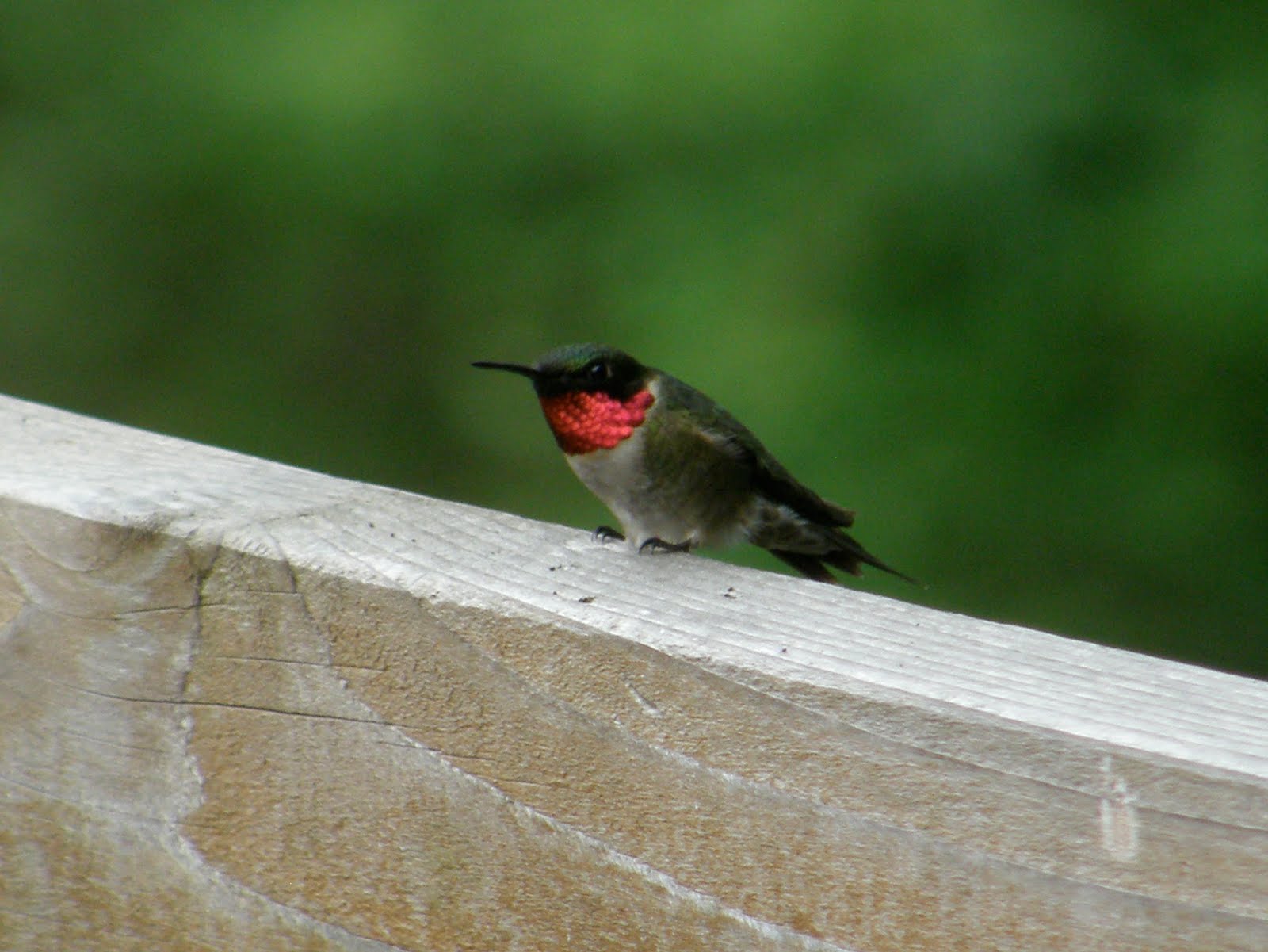 Ruby throated Hummingbird Gorget