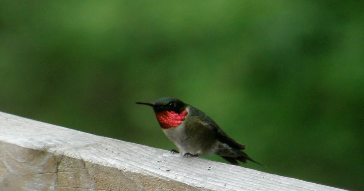 Ruby throated Hummingbird Gorget