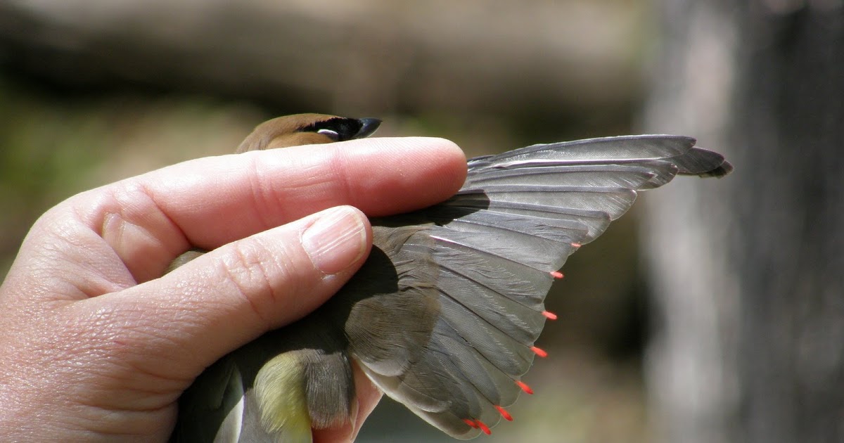 Now Thats Why Its Called A Cedar Waxwing