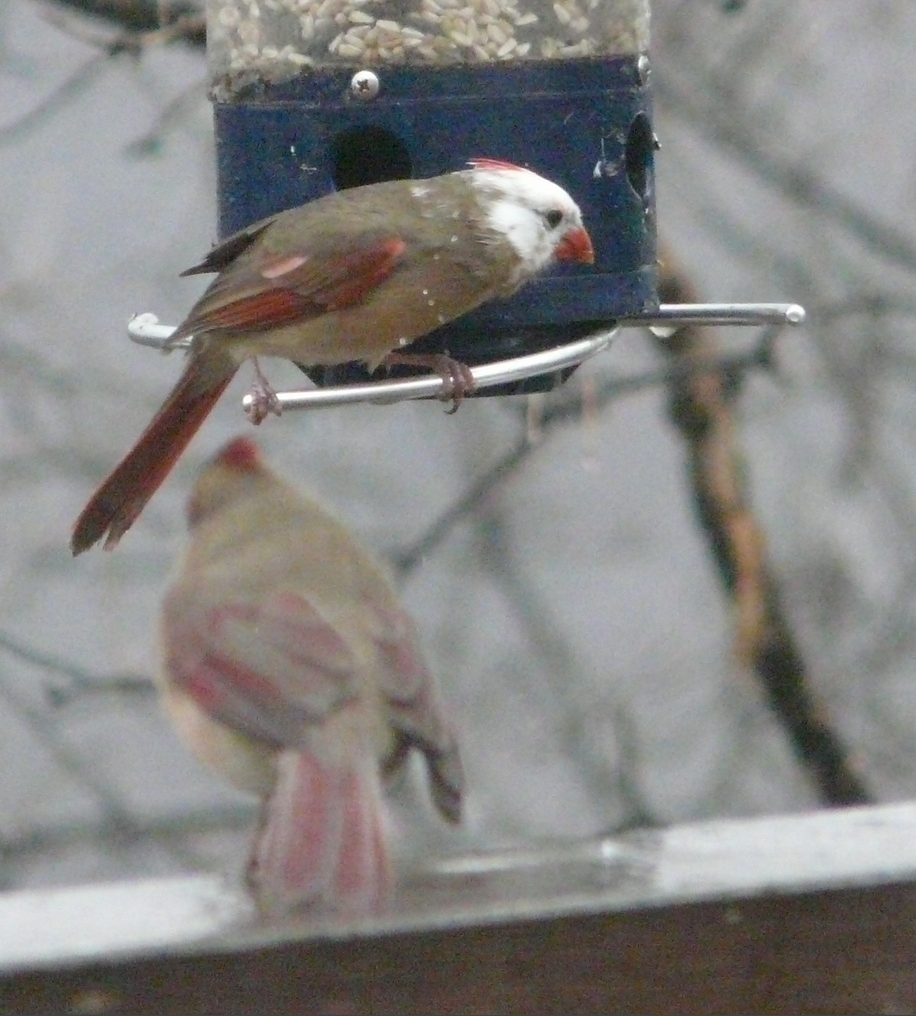 White-headed Northern Cardinal