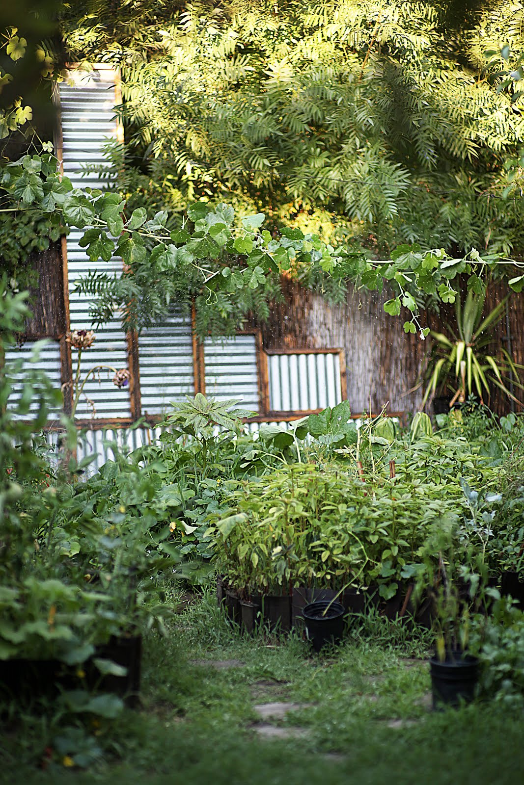 gypsygirlgrounded: Random Backyard Photos