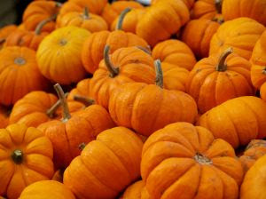 Melina: Mini Pumpkins!!!!!