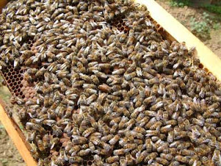meli-melaki: Μέθοδος Χαλκιά και μέθοδος ΝΤΕΜΑΡΗ (Demaree)