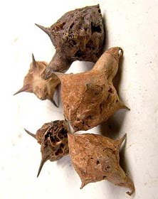 Know the Herbals: Gokhru