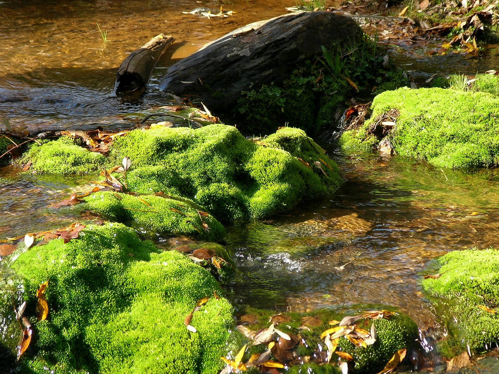 LA VEREDA (GUADALAJARA): OTOÑO EN MATALLANA