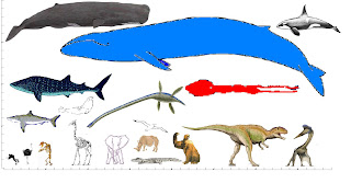 Animal of the Moment: Animal Sizes