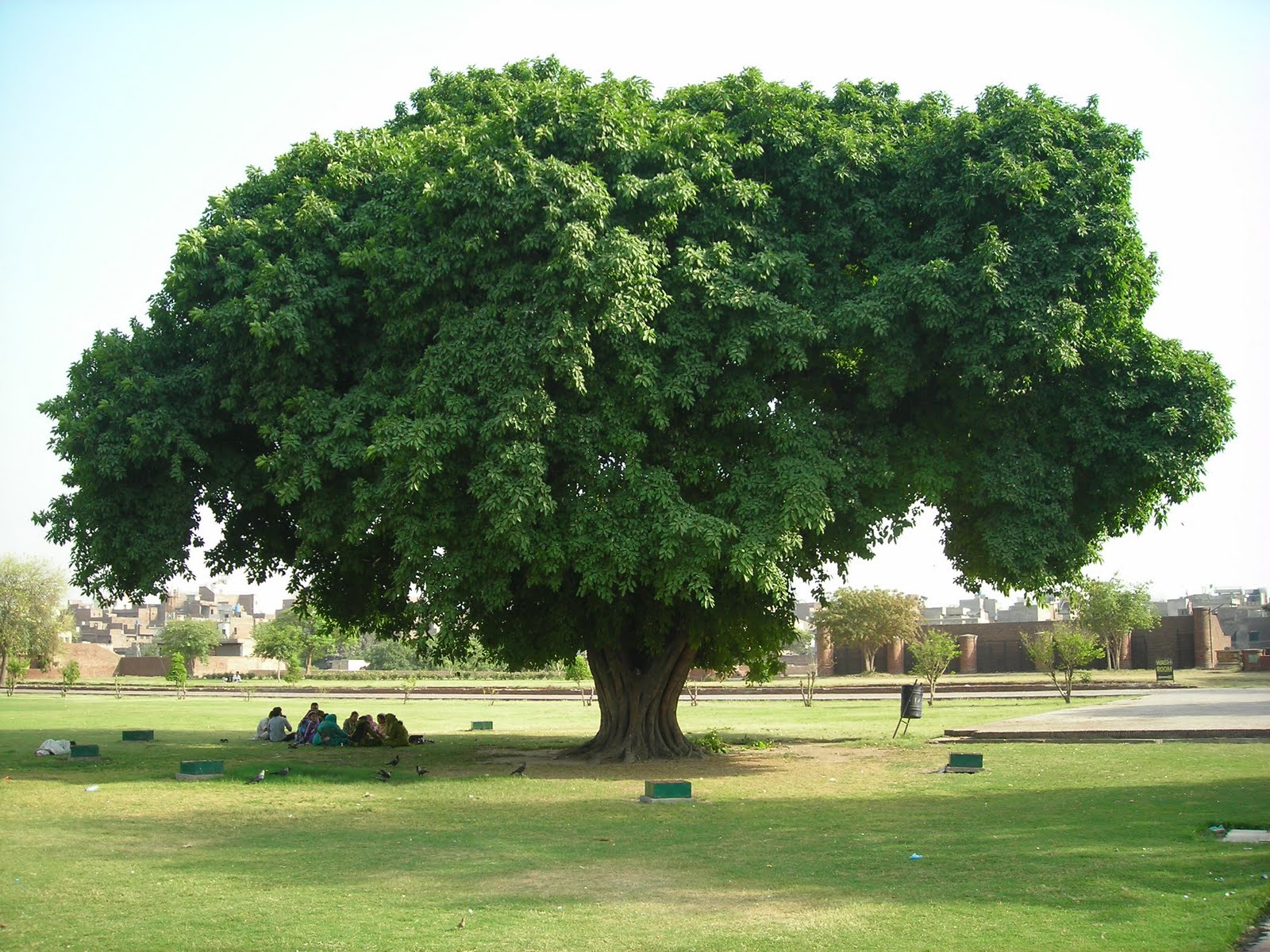 Photos on visit: A beautiful Tree