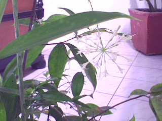 LABURANEWS: Bunga Bambu-bambuan