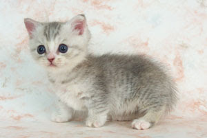 FUNNY VIDEO: 可愛的Munchkin Cat （曼切堪貓）