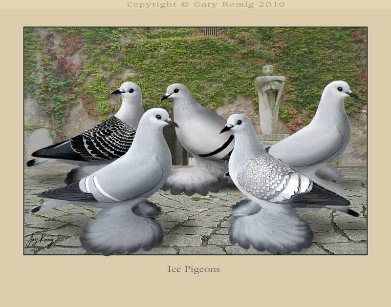 Peristeronic: PIGEON of December