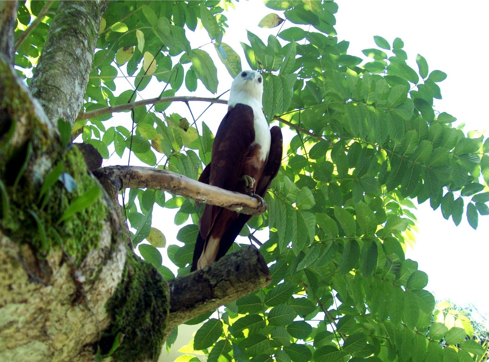 Philippine Eagle Center Home To World s Noblest Flier The World philippine-eagle-center-home-to-world-s-noblest-flier-the-world