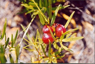 Flora y Fauna: Que es la flora?