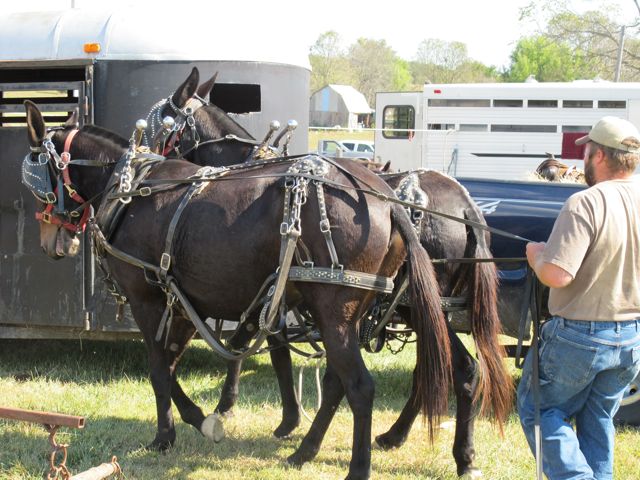 education: Draft Mules