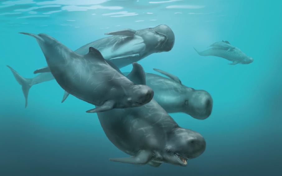 The Coastal Paleontologist: A bizarre new pilot-whale relative from the ...