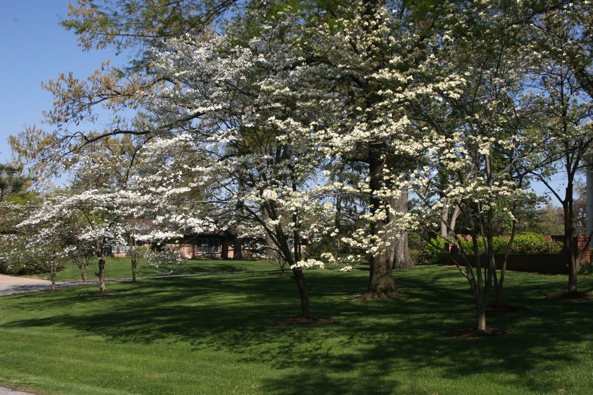 Bonnie B's Blog: The Dogwoods are Blooming!