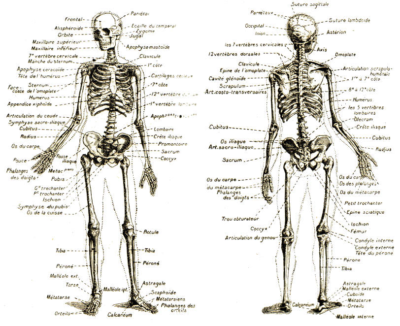 Um olhar sobre a cultura francesa: Le squelette de l'homme